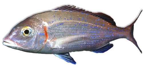 Nigeria Spends $1b On Fish Importation – Maritime Nigeria